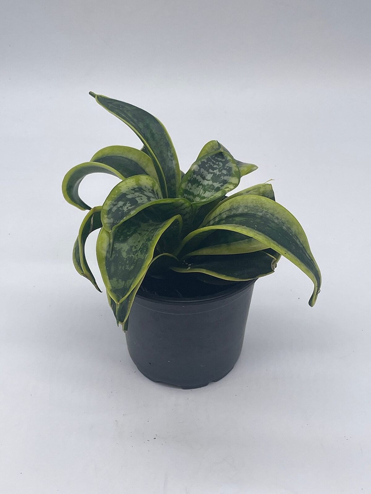 Sansevieria Twist, trifasciata, Twisted Sister, Rare Variegated Snake ...