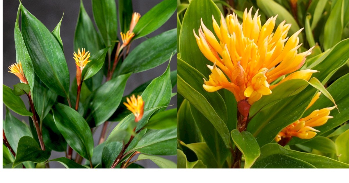Live Plant Golden Brush Dwarf Ginger - Burbidgea schizocheila FREE SHIP ...