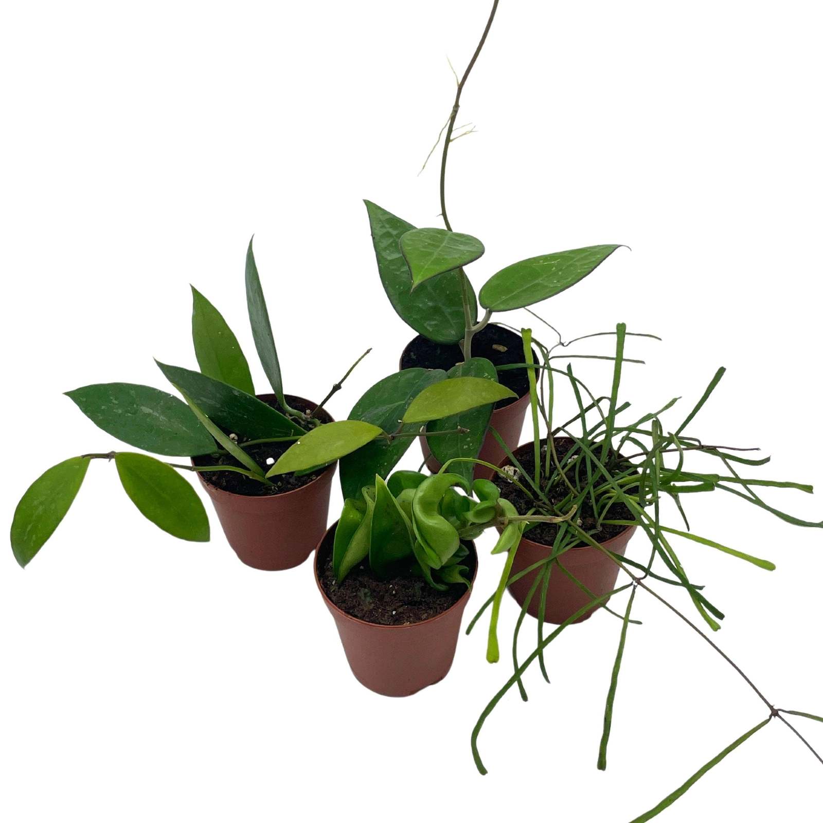 Hoya Variety Assortment Plant Set, Set of 4 Grower's Choice Hoyas in 2 ...