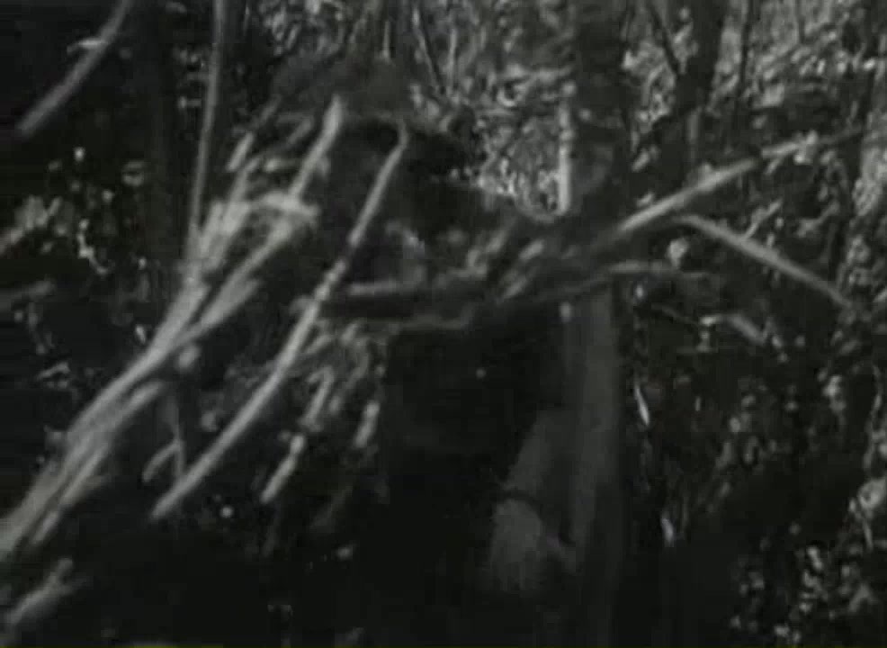 The Beachcomber 1938 DVD Film Drama Erich Pommer Elsa Lanchester Robert ...