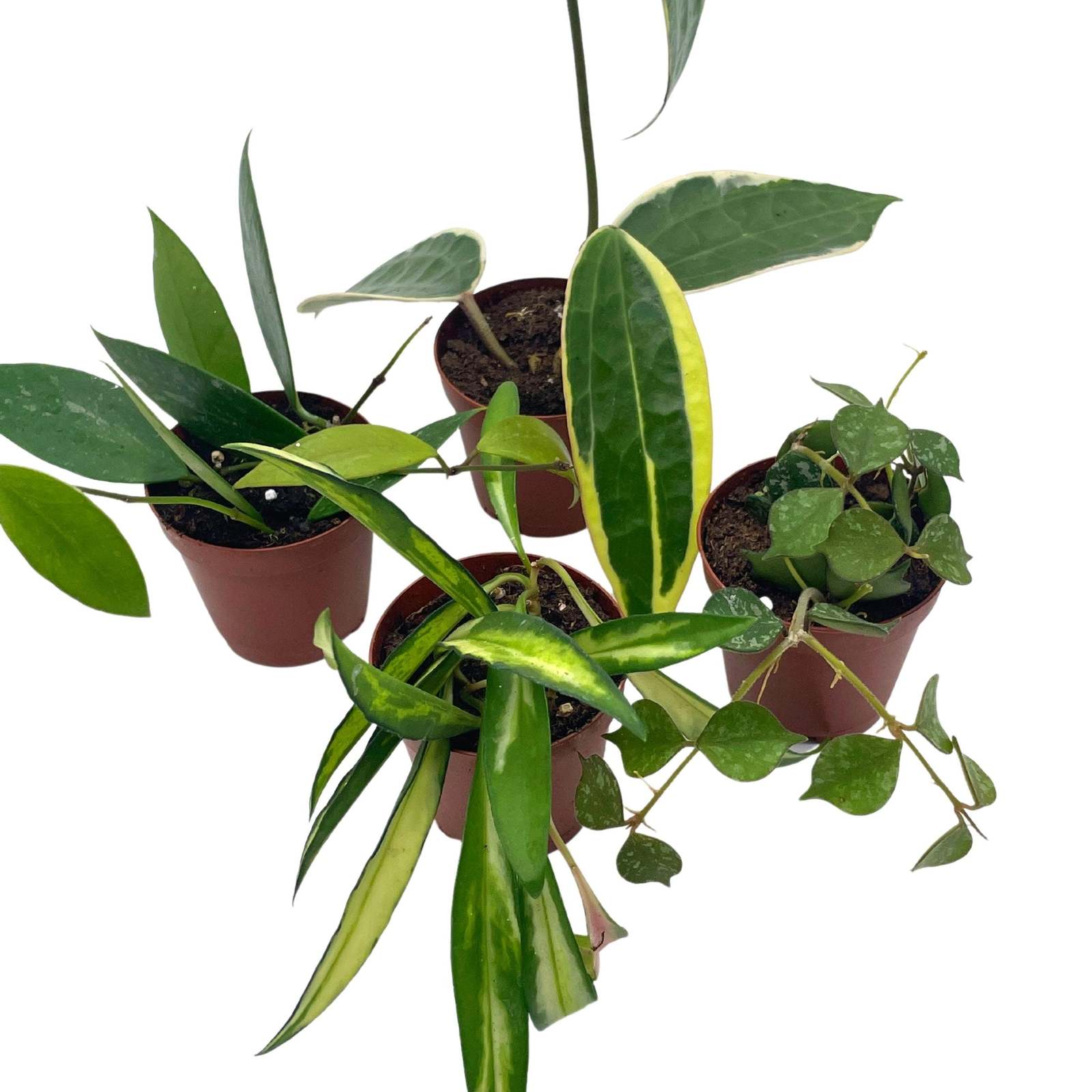 Hoya Variety Assortment Plant Set, Set of 4 Grower's Choice Hoyas in 2 ...