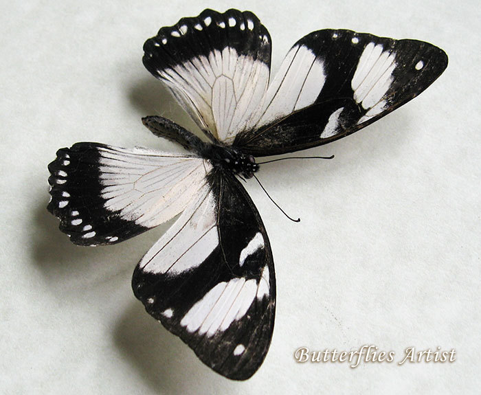Mocker Swallowtail Papilio Dardanus PAIR Real Butterflies In Shadowbox ...