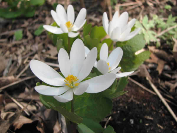 20 Bloodroot roots- (sanguinaria canadensis) - Seeds & Bulbs