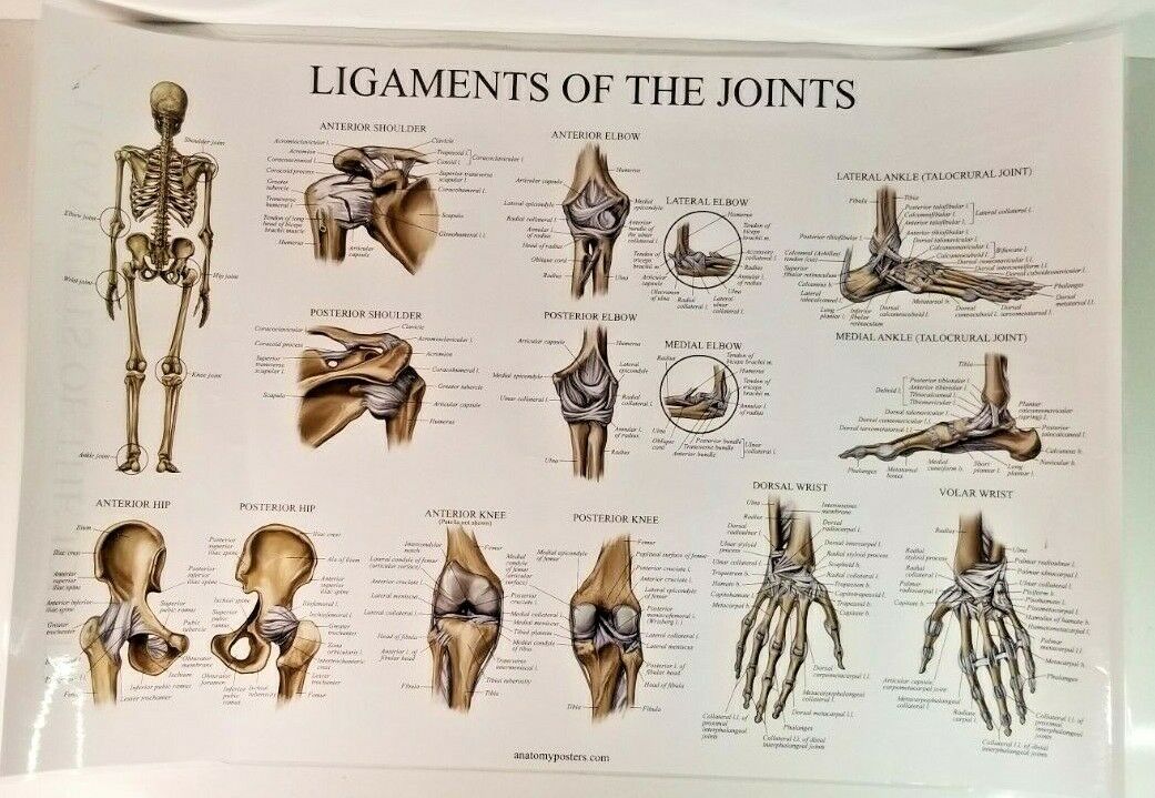 Ligaments of The Joints Anatomical Poster - Laminated - Ligament ...