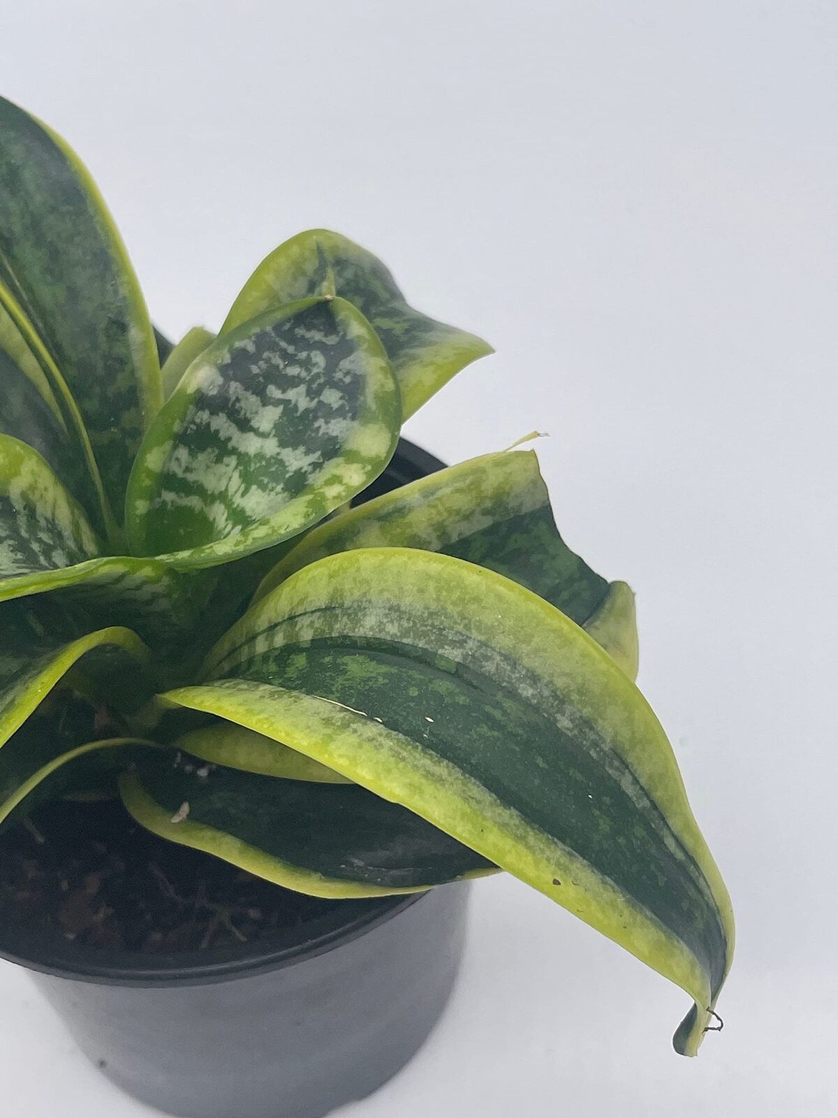 Sansevieria Twist, trifasciata, Twisted Sister, Rare Variegated Snake ...
