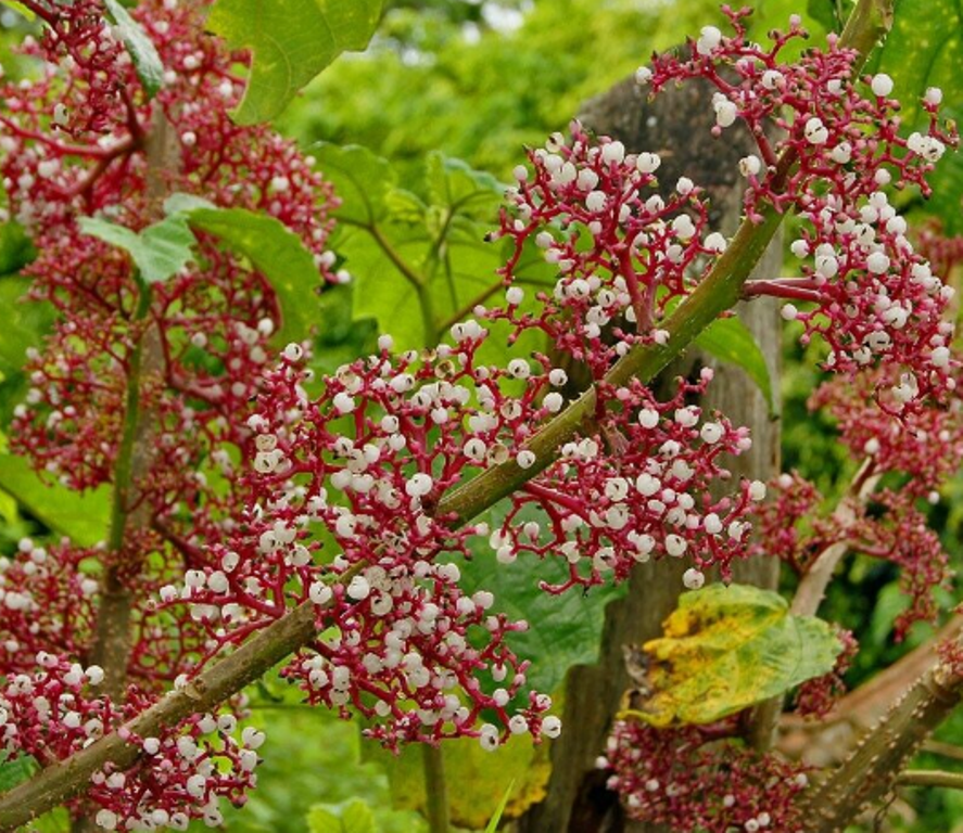 10 Pc Seeds Urera Baccifera Flower Plant Chichaste Seeds For Planting Rk Other Plants
