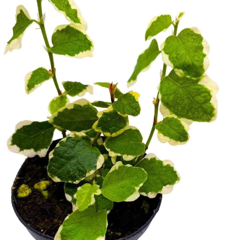 Ficus Pumila Variegata 2 inch Variegated Creeping Fig Climbing Fig ...
