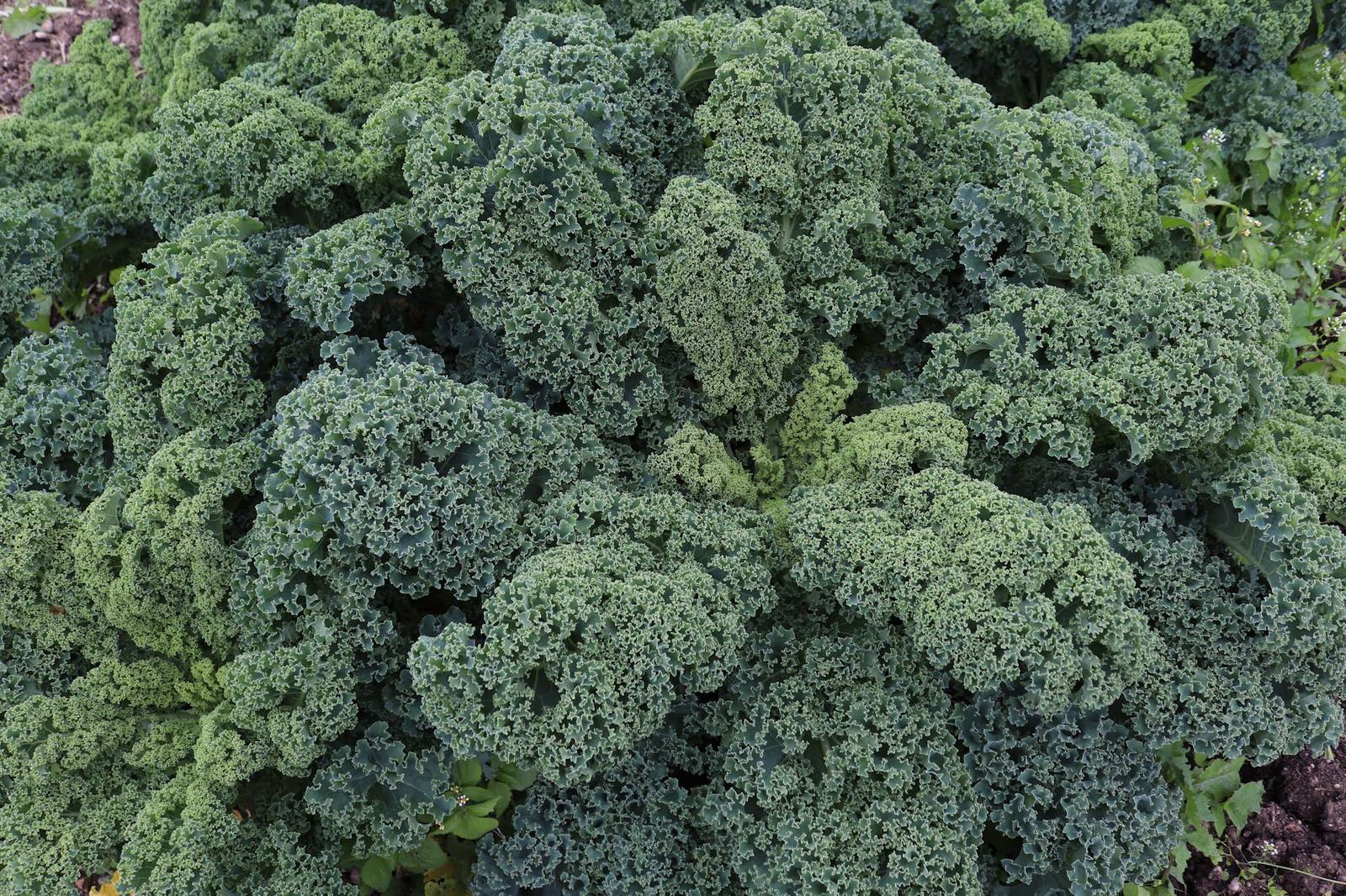 50 Seeds -Vates Blue Curled Kale -Natural Non GMO -Classic Flavorful ...