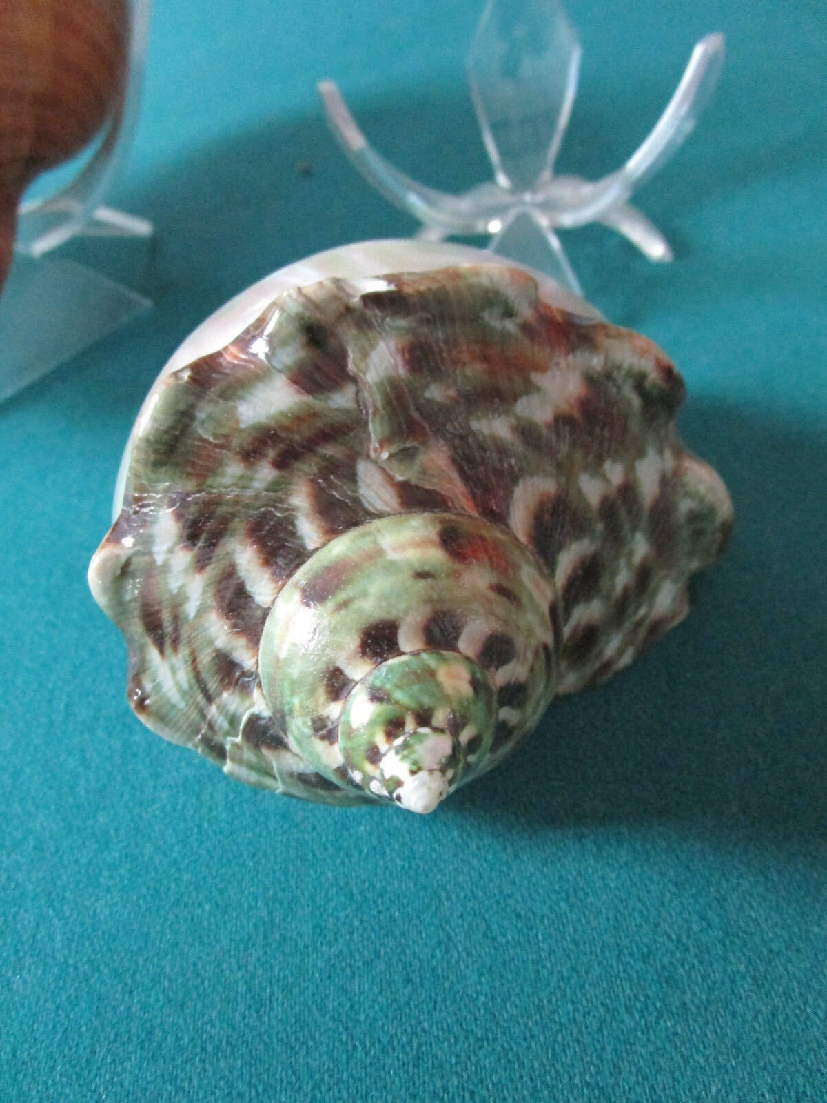 SHELLS SHELLS SHELLS ON STAND PAPERWEIGHT PUFFER FISH - PICK ONE ...