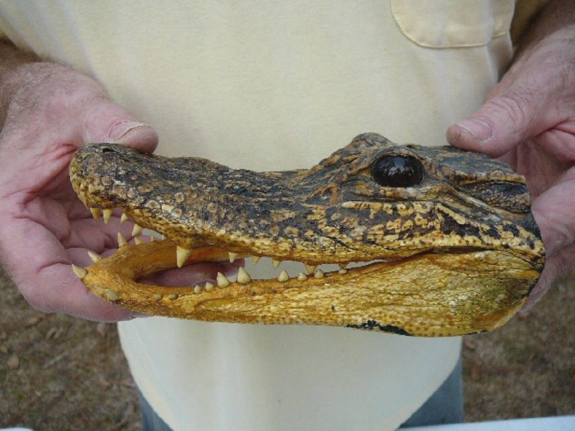 (G-Def-100) 6-1/8" Deformed Gator ALLIGATOR Aligator HEAD teeth ...