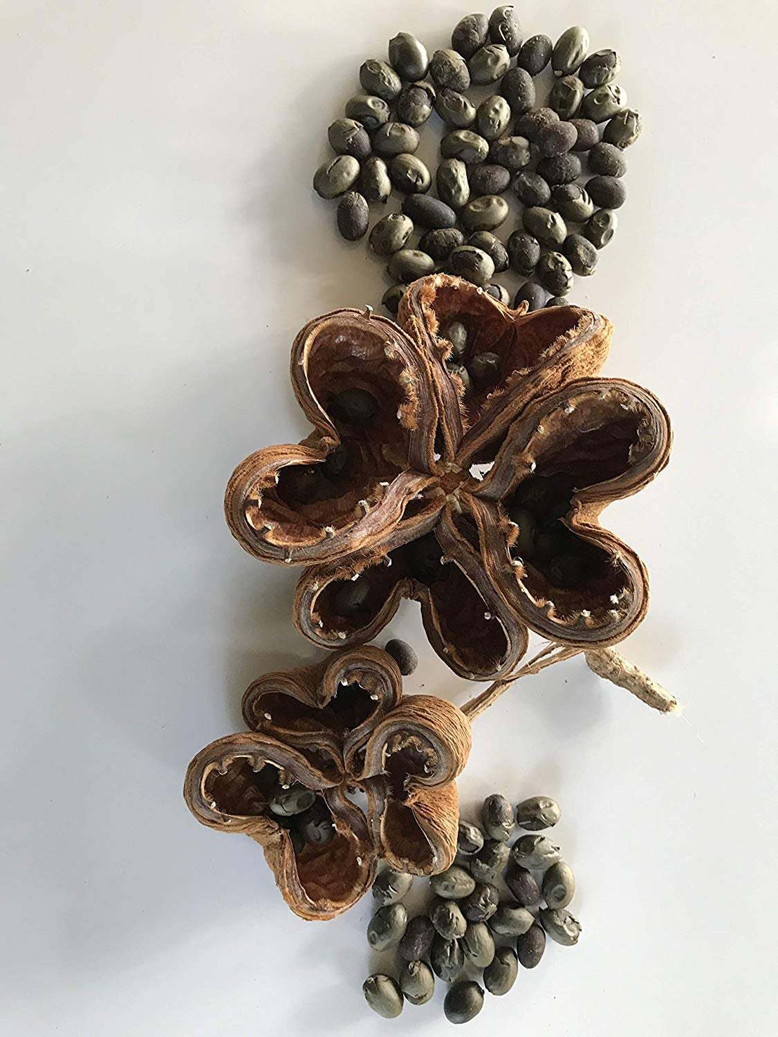 Sterculia foetida Seed Wild Indian Almond Tree ,Java Olive Tree 10 ...