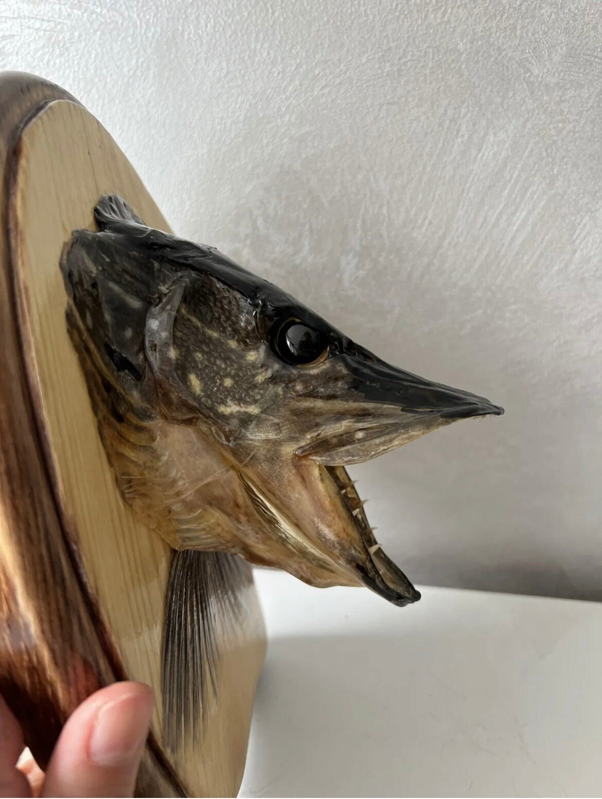 Taxidermy Realistic Stuffed Pike Head on Medallion Home decor - Fish