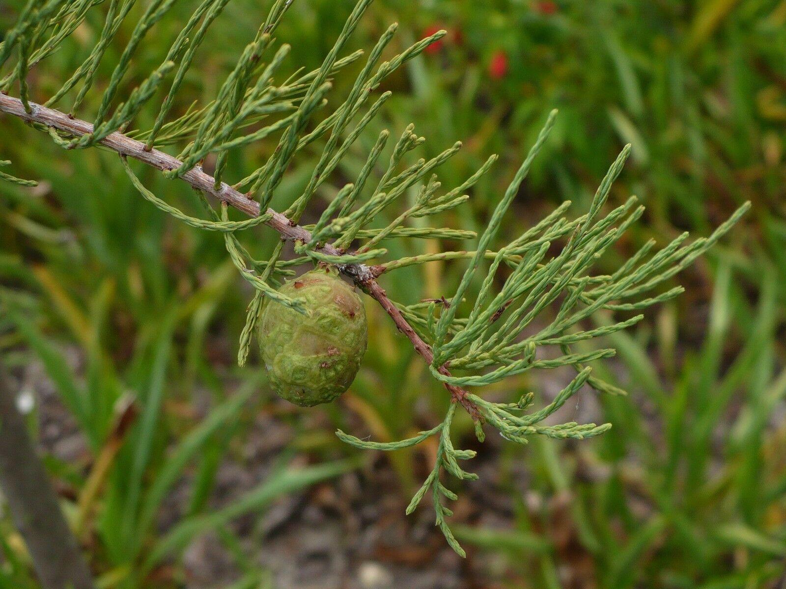 30 Seeds Pond Cypress Taxodium Ascendens - Seeds & Bulbs