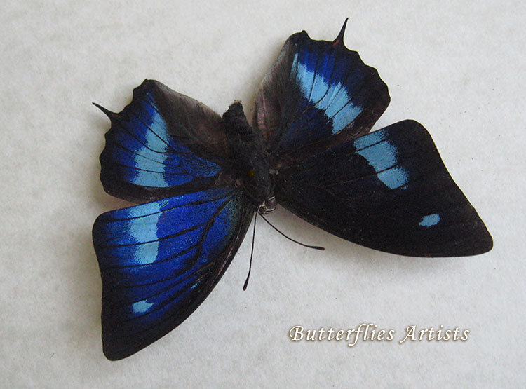 Deep Blue Anaea Cyanea Polygrapha Real and 50 similar items