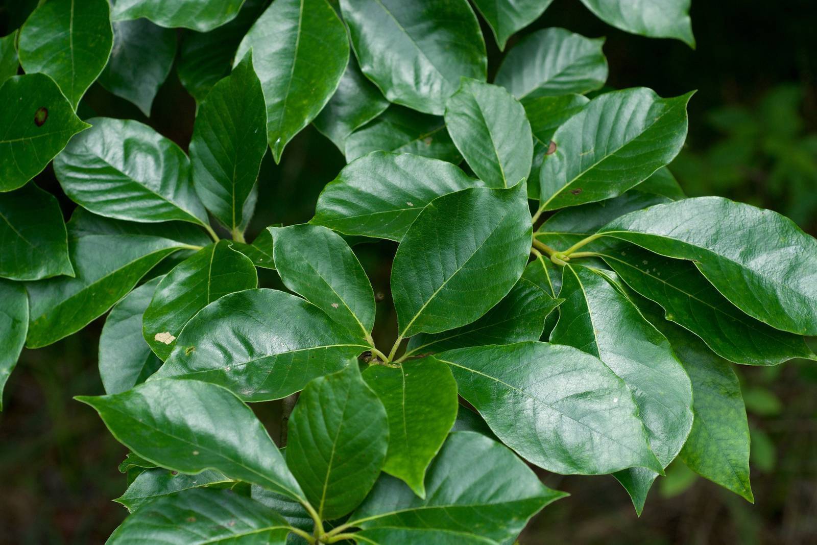 Black Tupelo Gum Tree Seeds (Nyssa sylvatica) Edible Fruits Plant Seed ...