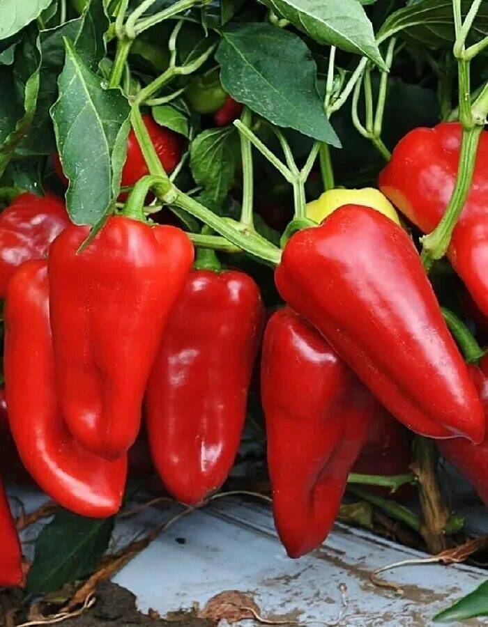 Hunan Red Dried Chili, 300 Seeds - Other Plants, Seeds & Bulbs
