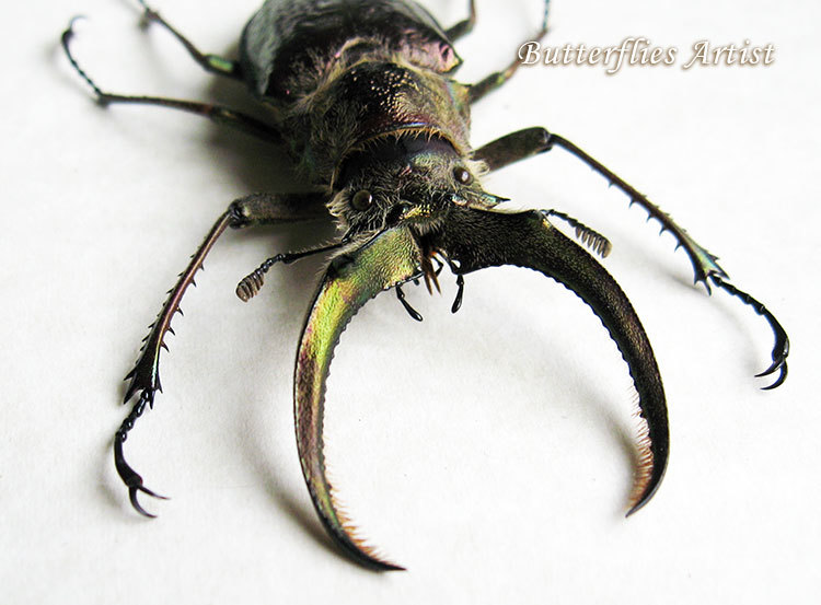Sphaenognathus Gigantheus 4 Eyes Stag Beetle Real Framed Entomology ...
