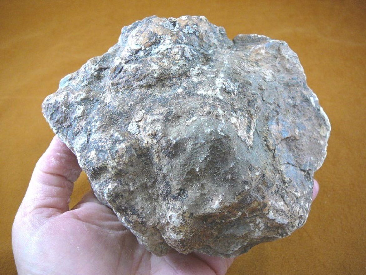 (DF843-128) 2 lb Fossil REAL DINOSAUR POOP Coprolite Dino fossils DUNG ...