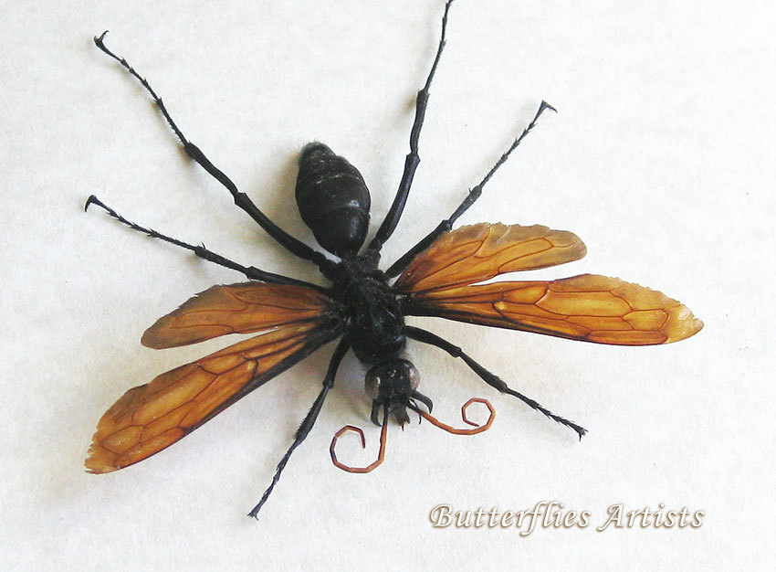Pepsis Heros Giant Tarantula Hawk Wasp Real Framed Entomology Shadowbox ...