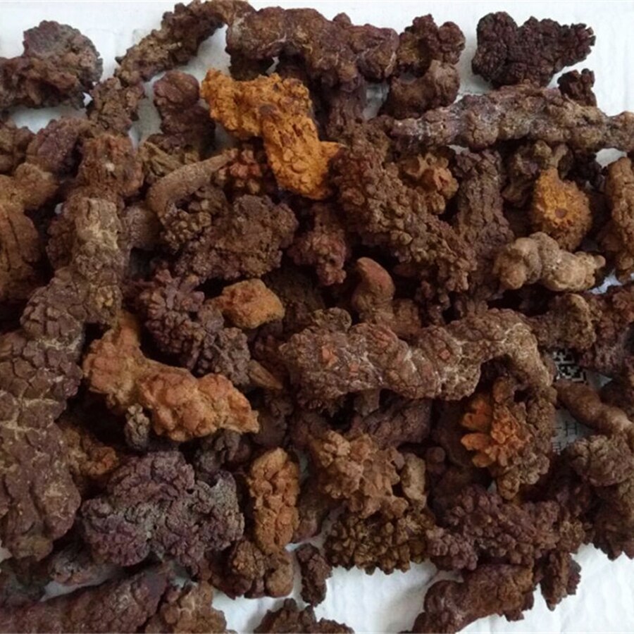 Rare Rare Coprolite Or Poopies Poop Feces Poo Dung Stones And Minerals ...