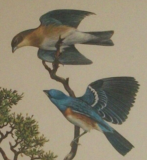 1972 LITHO PRINT ART RAY HARM LAPIS LAZULI BUNTING BLUE SONG BIRD ...