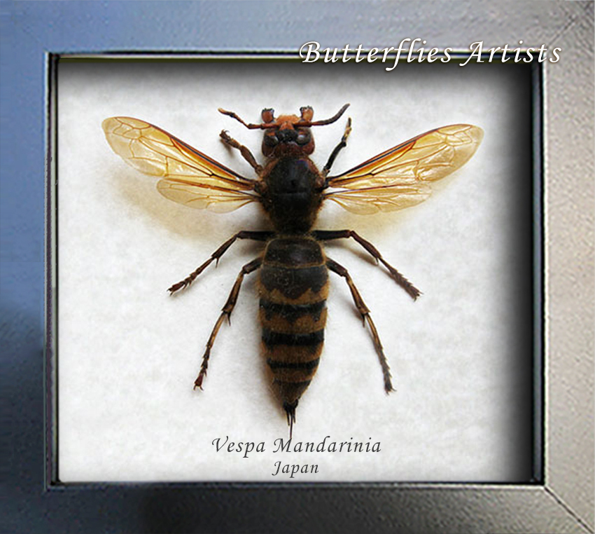 Japanese Giant Hornet Vespa Mandarinia Framed Entomology Collectible ...