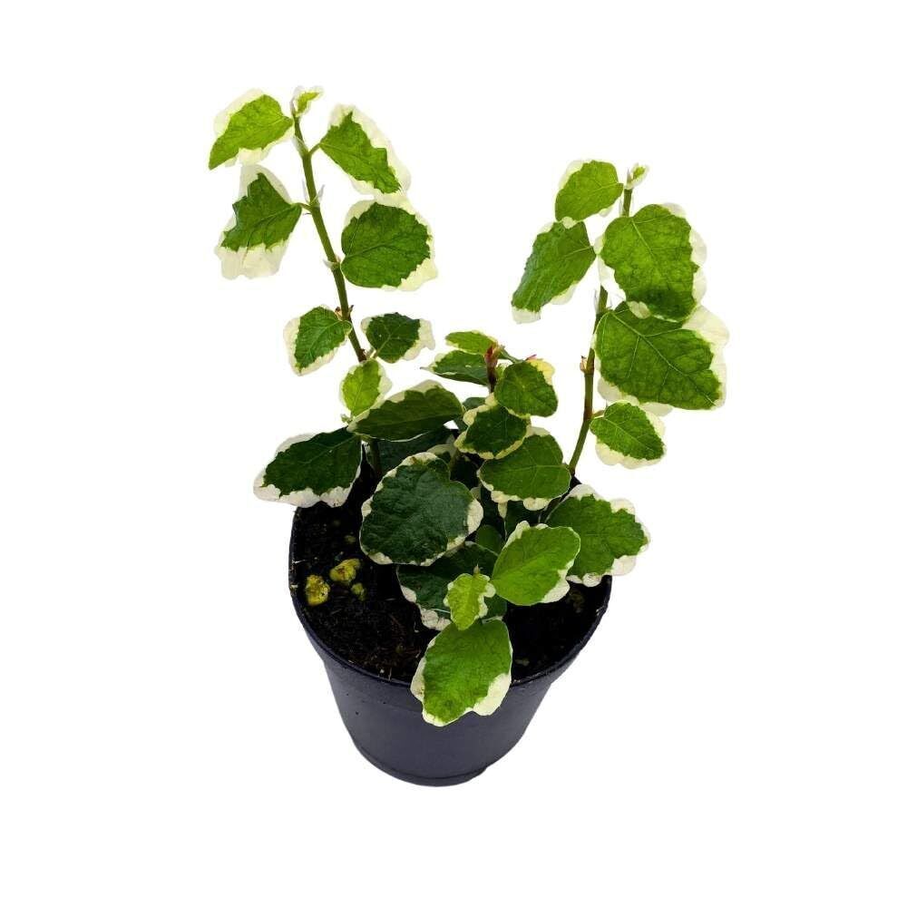 Ficus Pumila Variegata 2 inch Variegated Creeping Fig Climbing Fig ...
