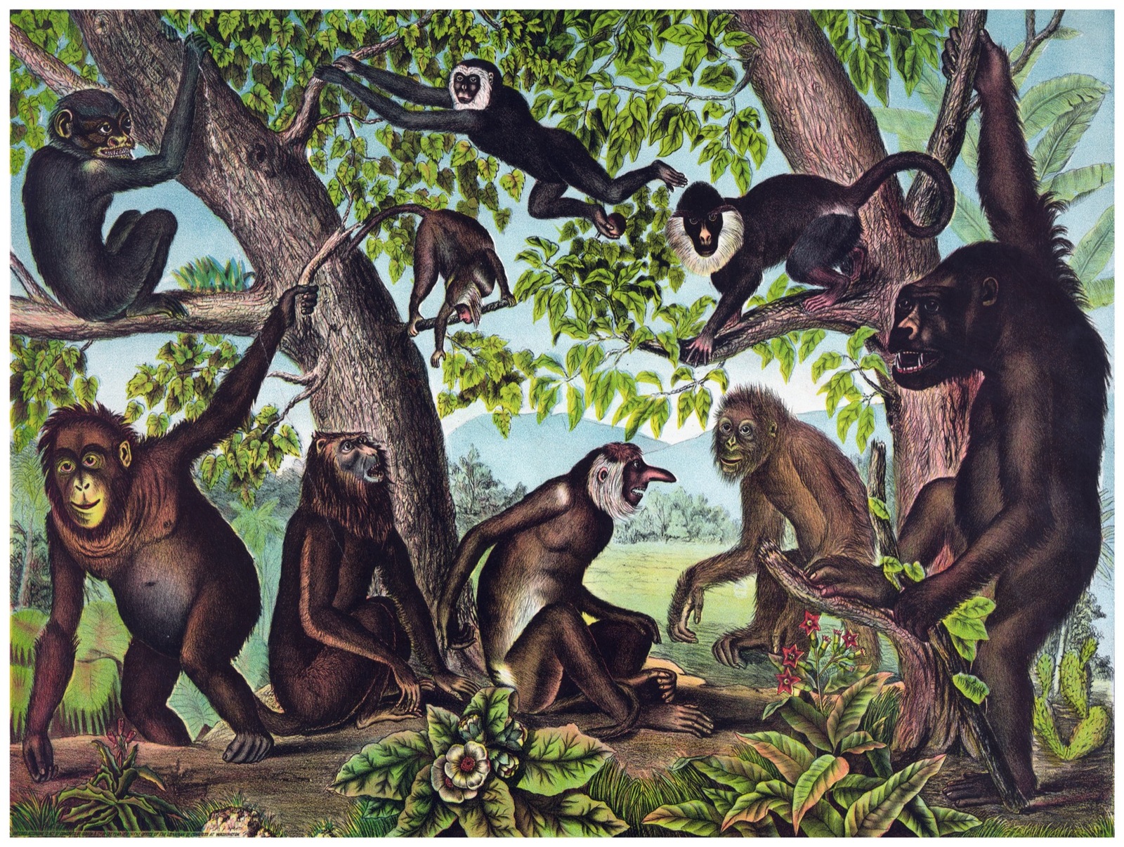 9017.Various breeds of simians playing in tree.POSTER.decor Home Office ...