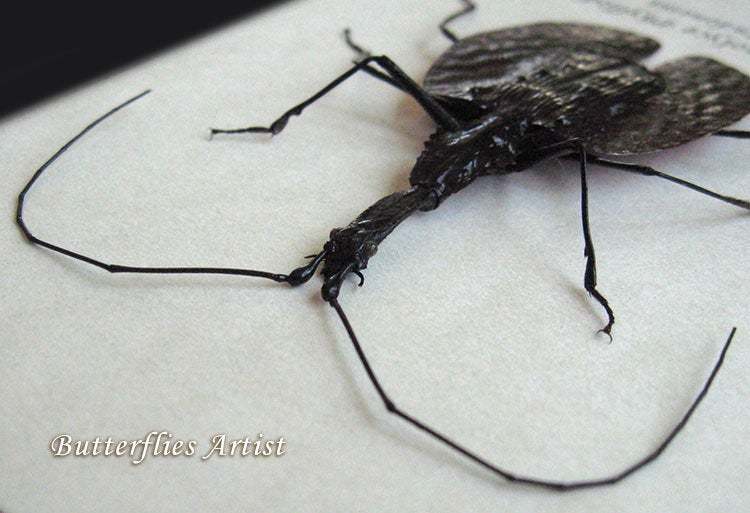 Real Violin Beetle Mormolyce Phyllodes Framed Entomology Collectible ...