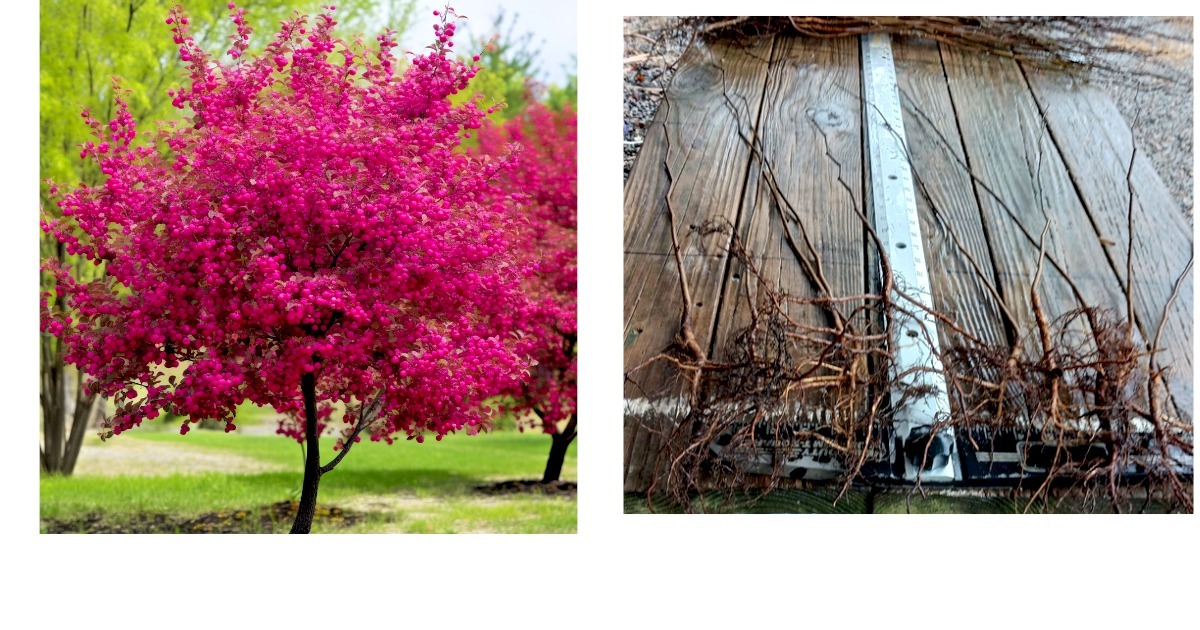 18-24" Tall Live Plant - Magenta Crabapple Tree - Pink Flowering Tree ...