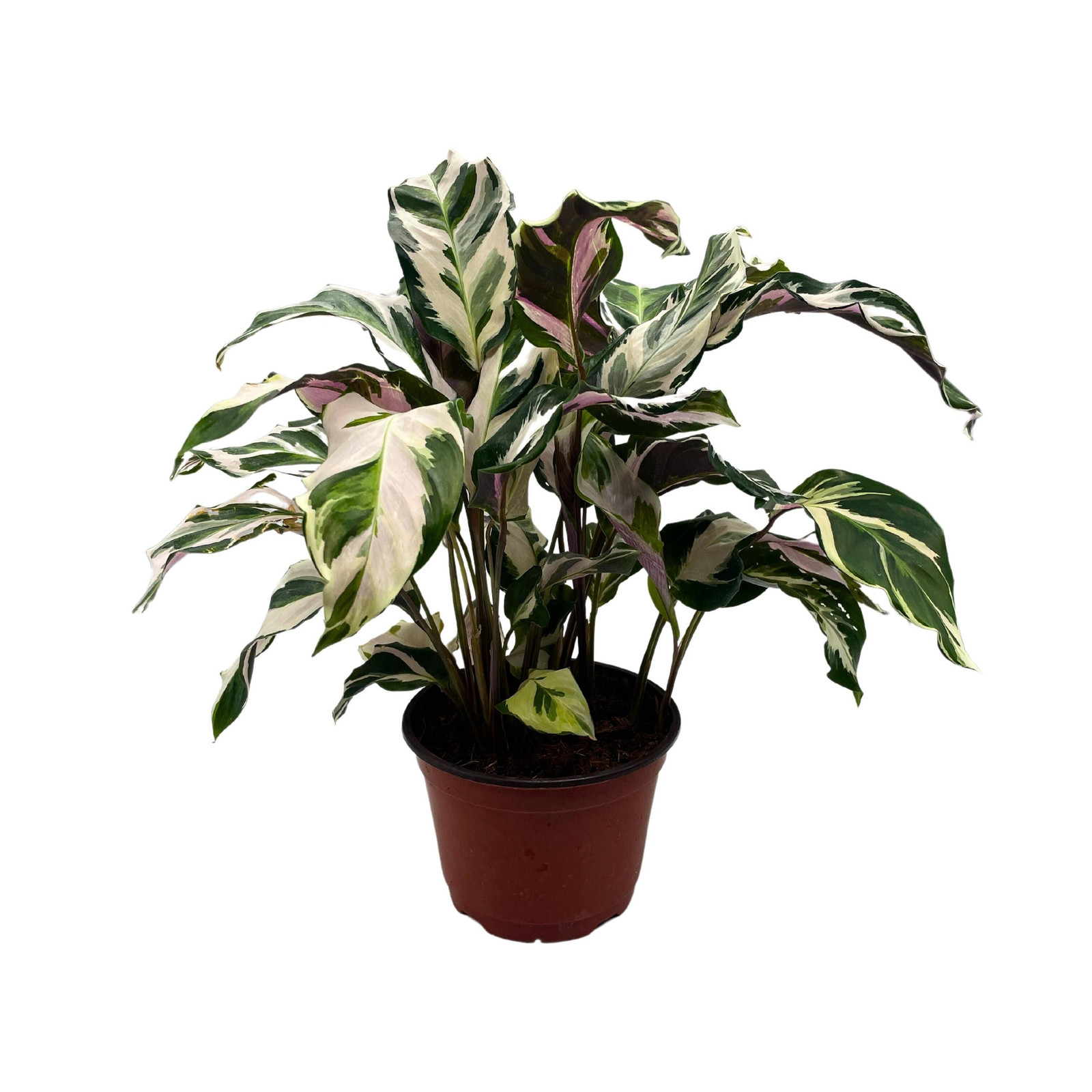 Calathea Stella, 6 inch, Beautiful White Variegated House Plant ...