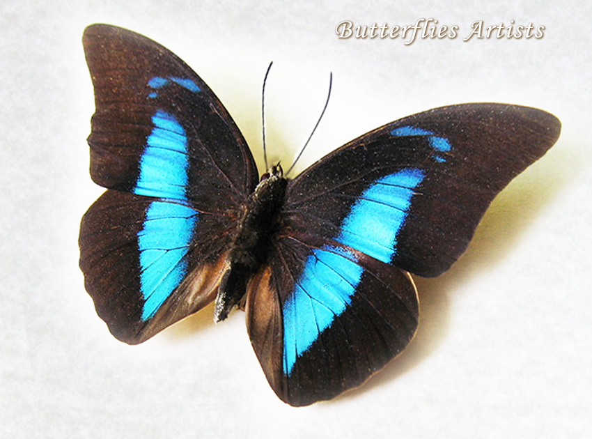 Reflector Spotted Prepona Archaeoprepona Demophon Butterfly Entomology ...