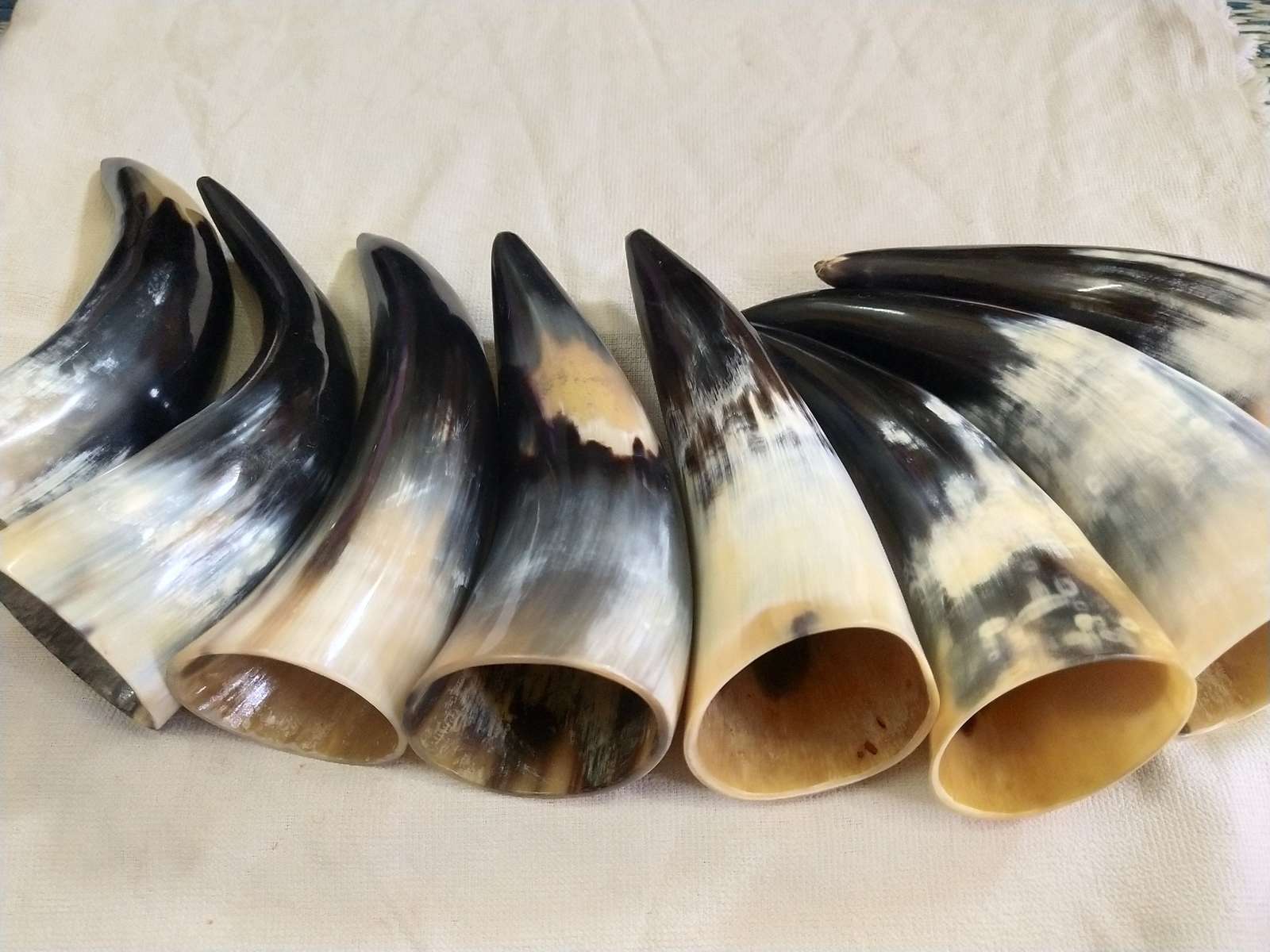 Original Buffalo Horn I Handmade Buffalo Horn Set I 6 Inch to 8 Inch ...