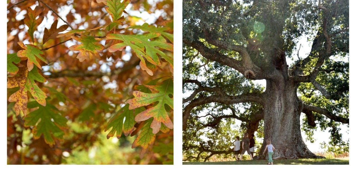 Live Potted Plant White Oak Tree - 12-18" Tall Seedling, - 4" Pot ...