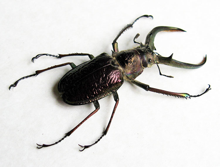 Sphaenognathus Gigantheus 4 Eyes Stag Beetle Real Framed Entomology ...