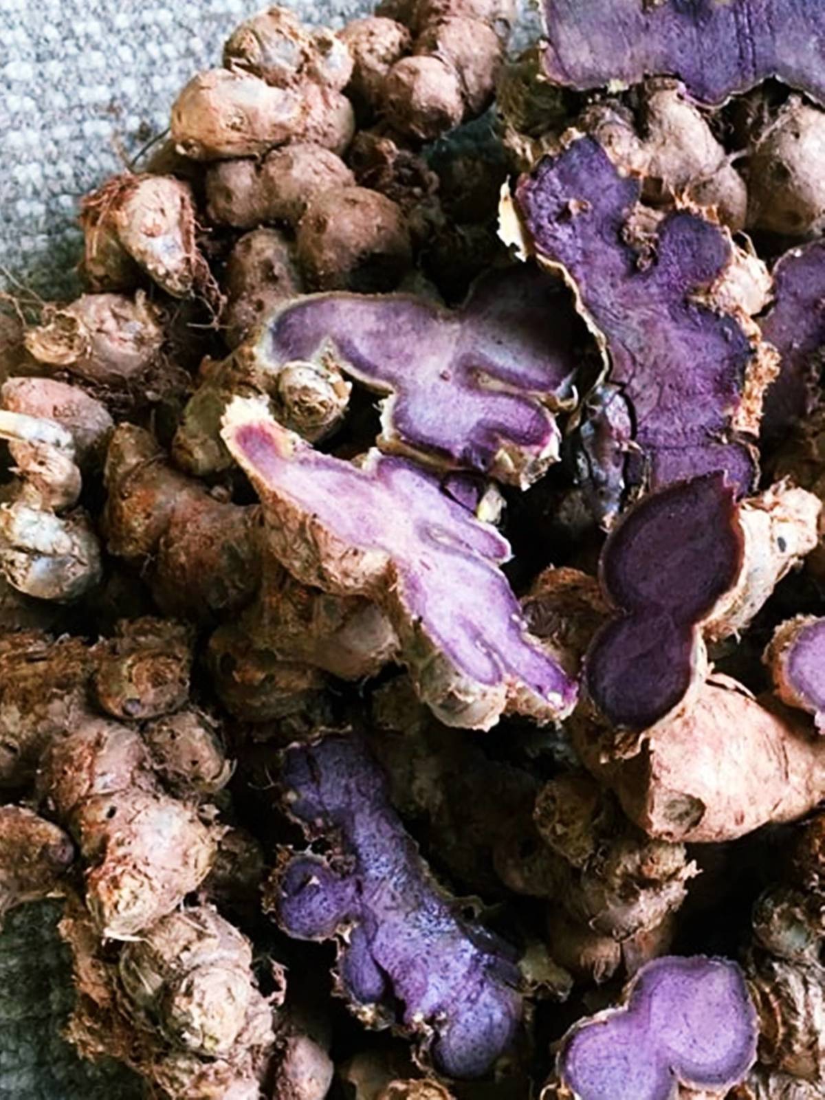 krachai dum Kaempferia parviflora 2 Fresh root for growing ThailandMrk ...