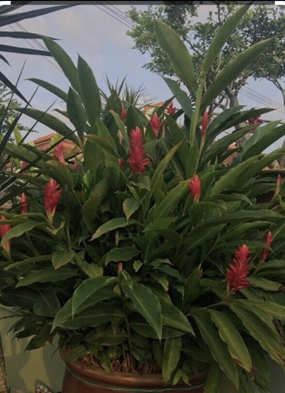FREE SHIPPING DWARF RED GINGER LIVE PLANT - Plants & Seedlings