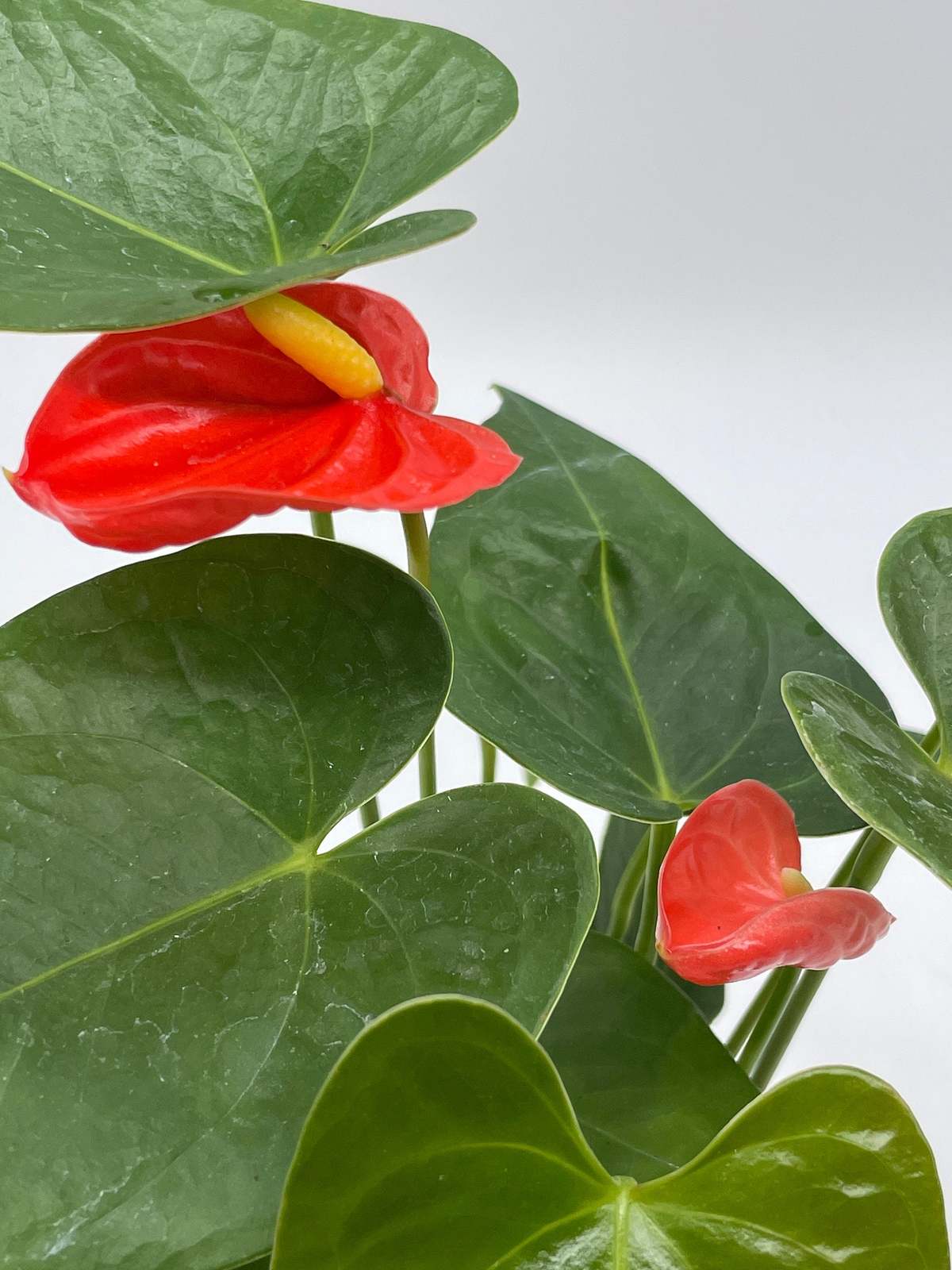 Anthurium Red, Flamingo Lily, andraeanum Linden ex Andr? painter's ...