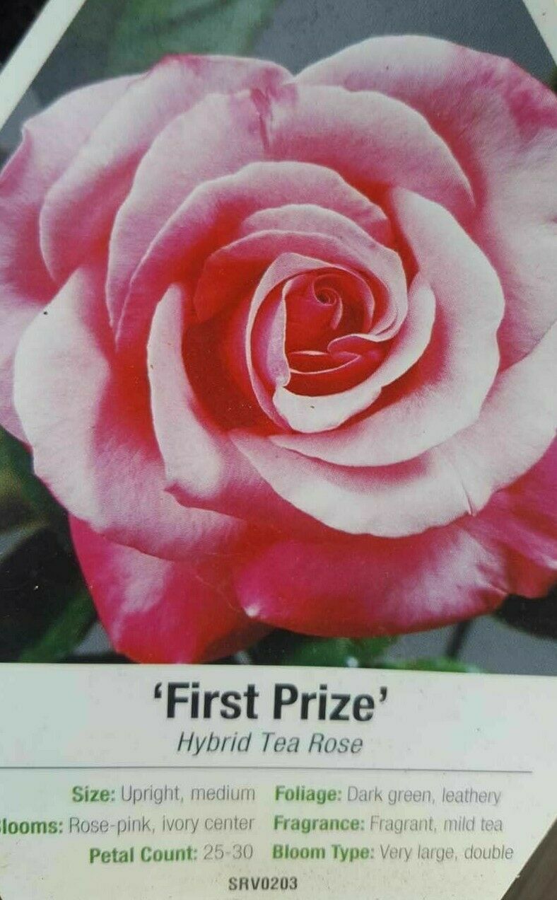 First Prize Rose 3 Gal. Pink Live Bush Plants Hybrid Tea Plant Roses ...