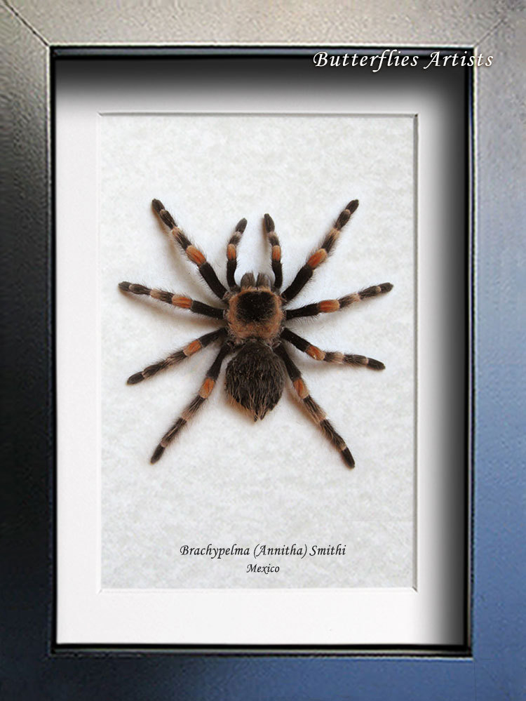 Juvenile Mexican Redknee Tarantula Brachypelma Smithi Bird Eating ...