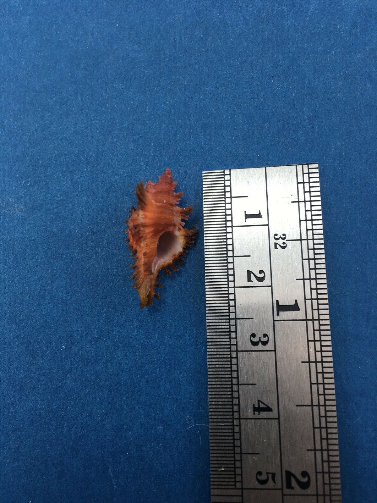 #24 23.1mm Chicoreus Strigatus Dived 20m Palawan Philippines Muricidae ...