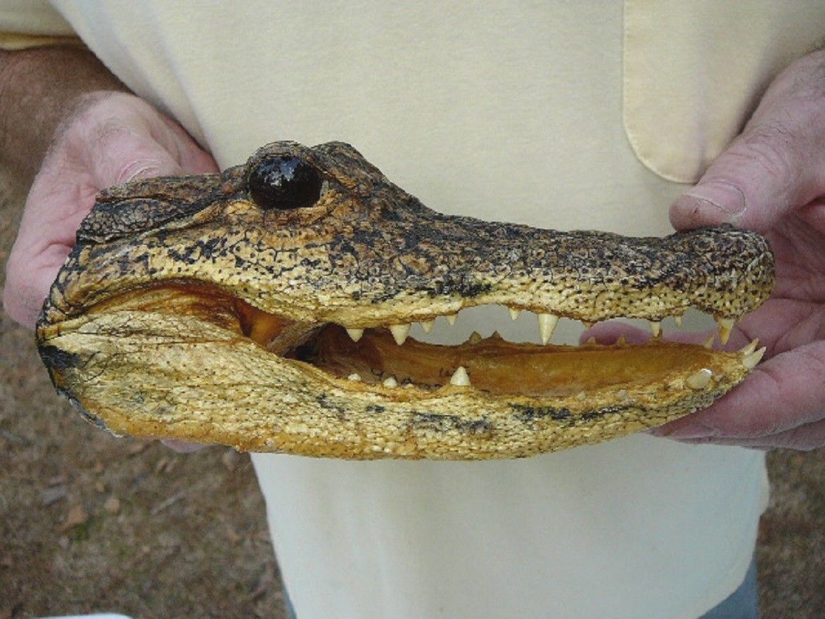 (G-Def-104) 6-1/8" Deformed Gator ALLIGATOR Aligator HEAD teeth ...