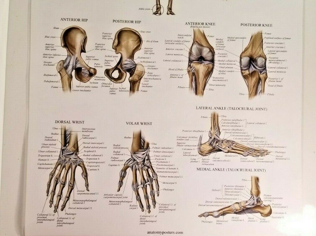 Ligaments of The Joints Anatomical Poster - Laminated - Ligament ...