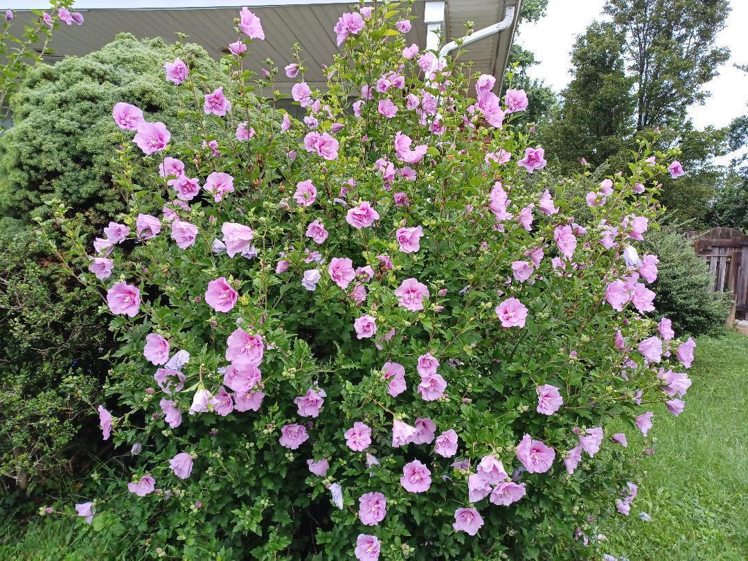 Hibiscus Minerva Rose of Sharon Flower 10 - 200 Seeds Beautiful Pink ...