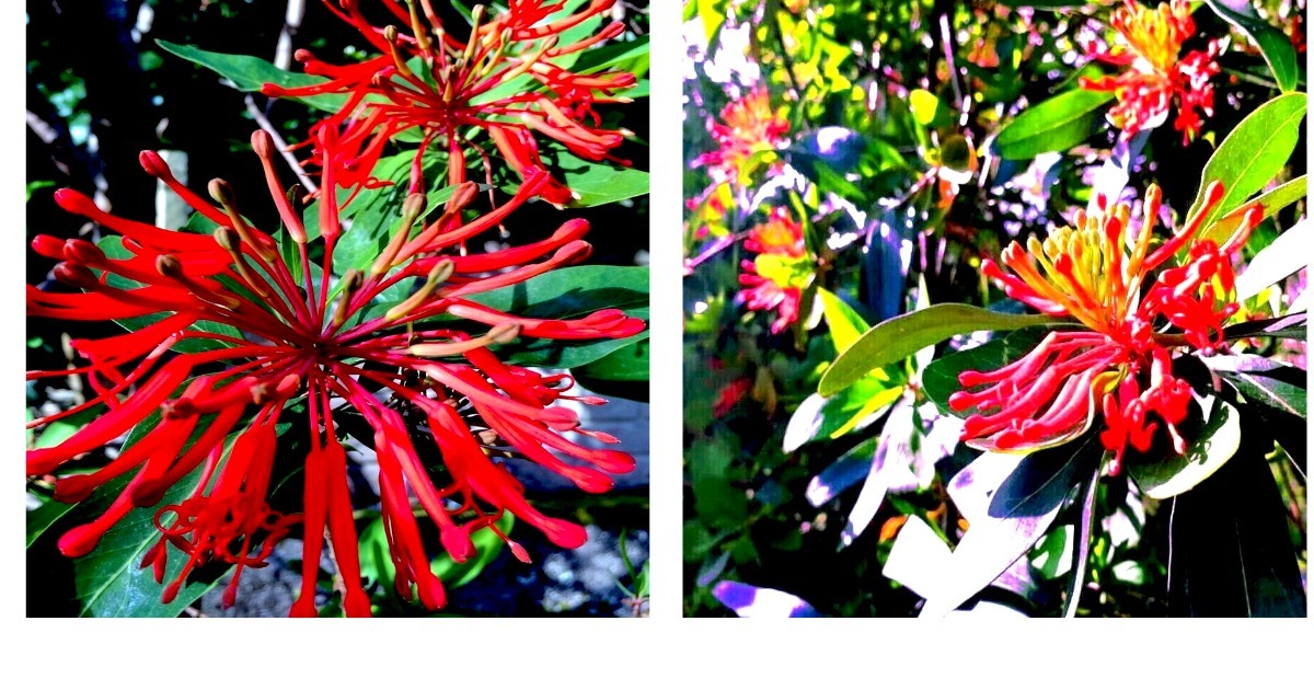 Chilean Firebush Tree 10 Seeds Embothrium coccineum Flame Flower Plant ...