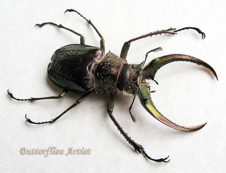 Sphaenognathus Gigantheus 4 Eyes Stag Beetle Real Framed Entomology ...