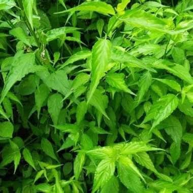 Daun Dandang Gulo/Gendhis ( Clinacanthus nutans Leaves ) - Other Food ...
