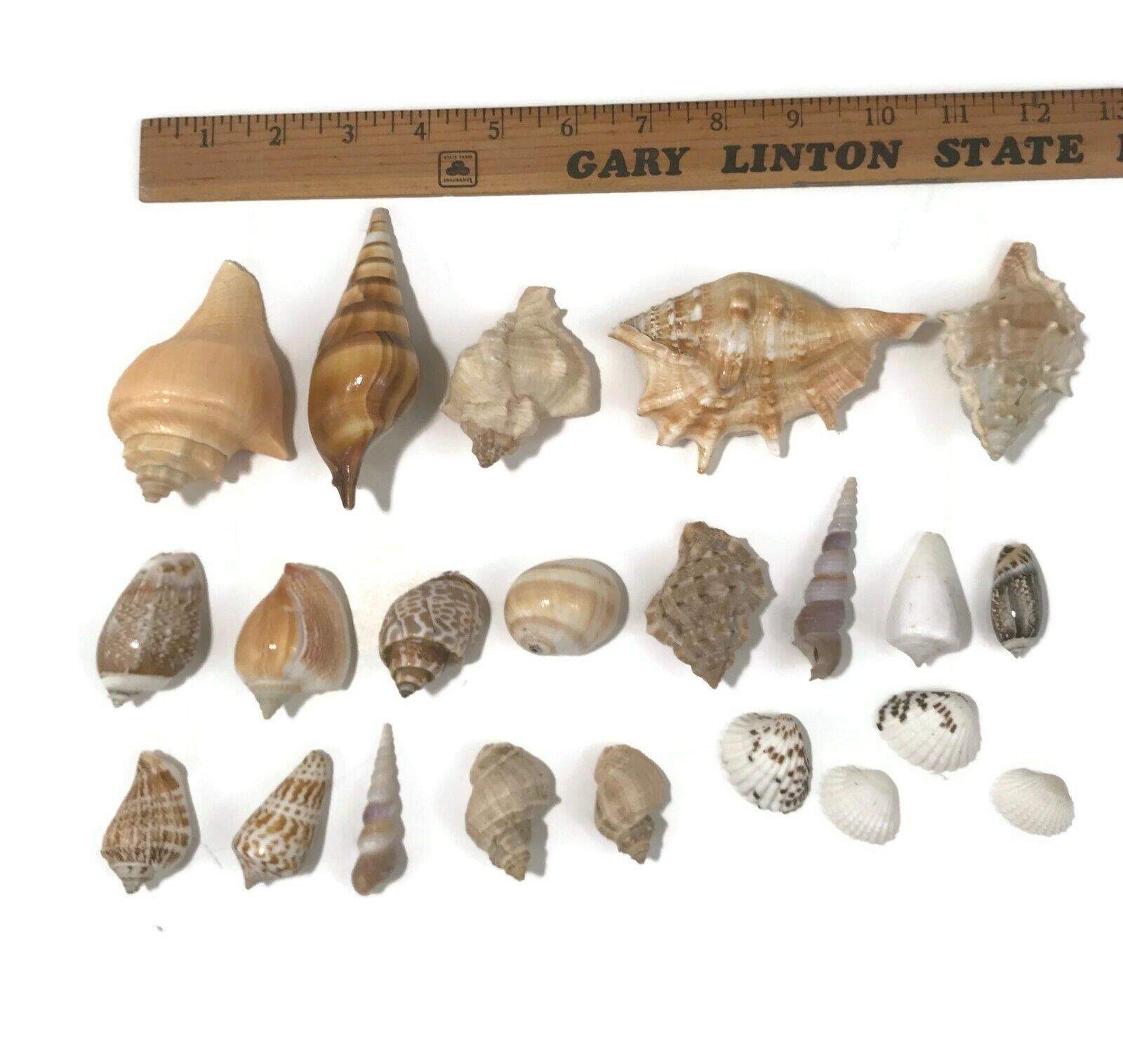 Vtg SEASHELL Lot of 22 COLLECTION Conch Snail WHELK AQUARIUM SEA SHELL ...