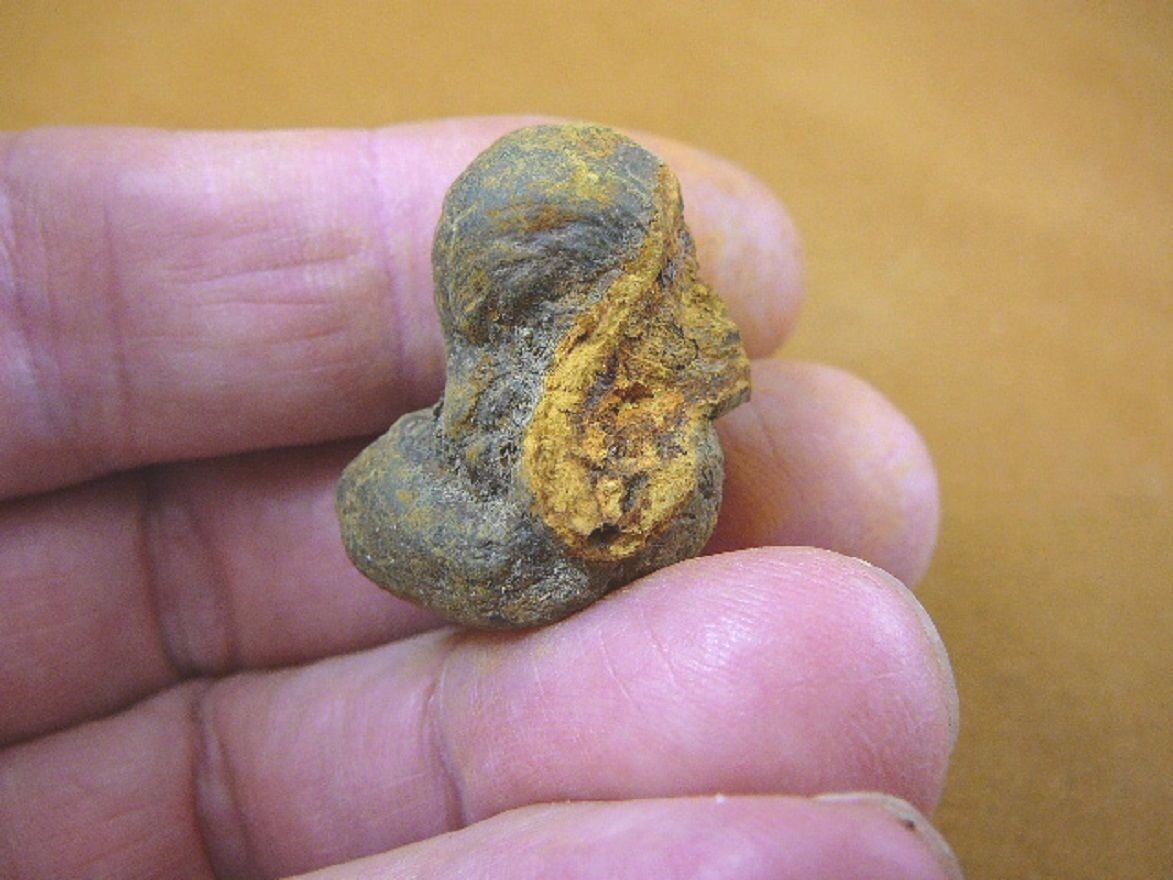 (PP446-3) 1" Genuine Fossil TURTLE POOP Coprolite DUNG WEIRD WA state ...