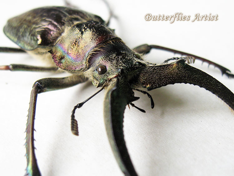 Sphaenognathus Gigantheus 4 Eyes Stag Beetle Real Framed Entomology ...